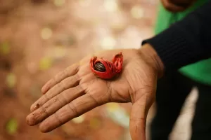 Indonesia’s Nutmeg and Clove Exports: A Historical Perspective ...